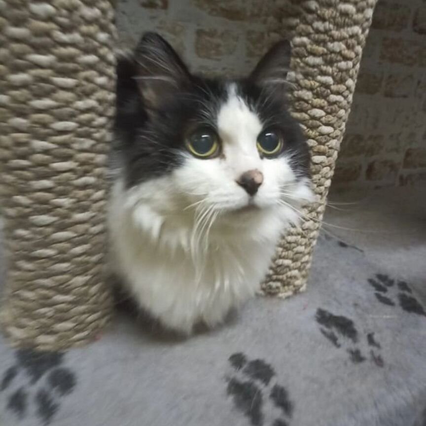 Кошечка