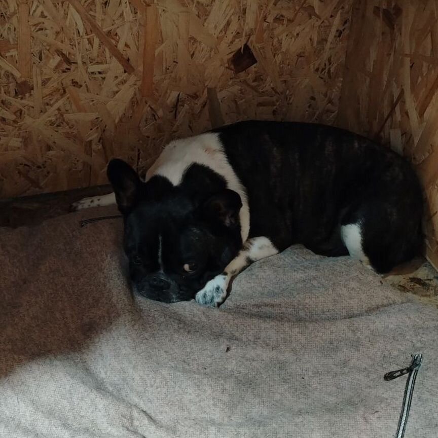 Французский бульдог, взрослая собака