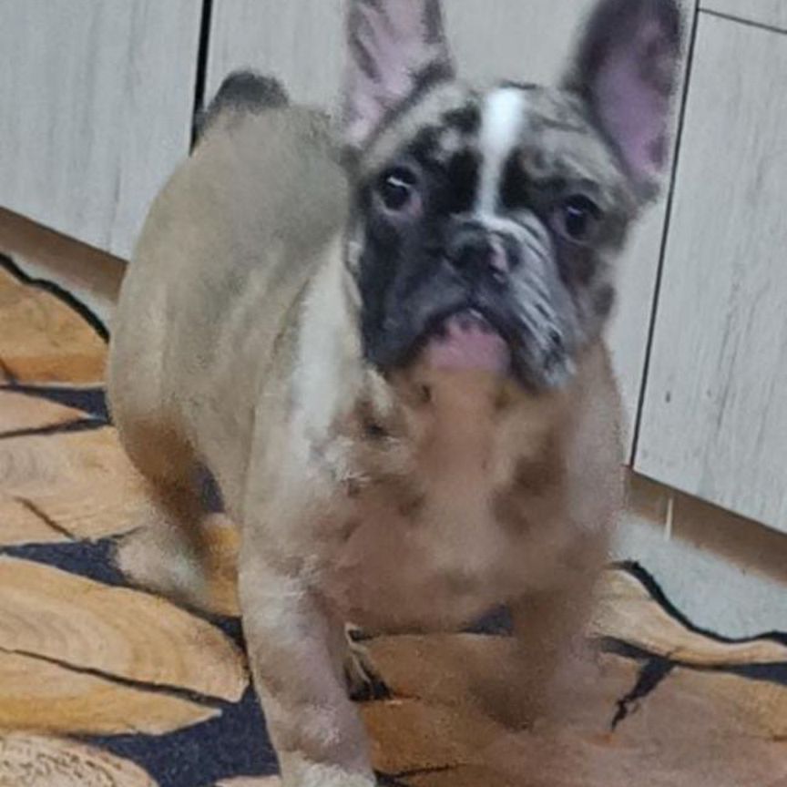 Французский бульдог щенки