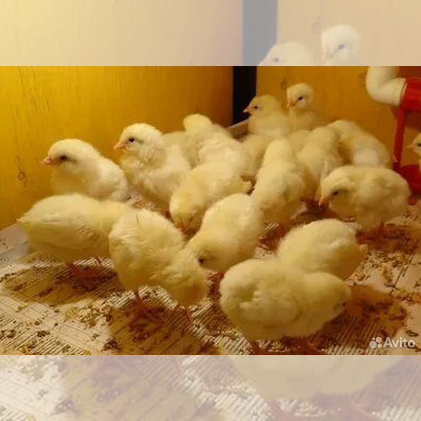 Цыплята несушки Декалб