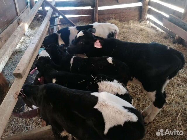 Бычки телята