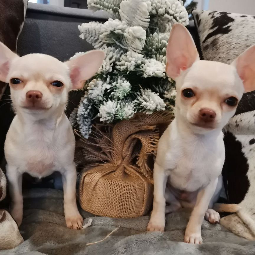 Чихуахуа, щенок