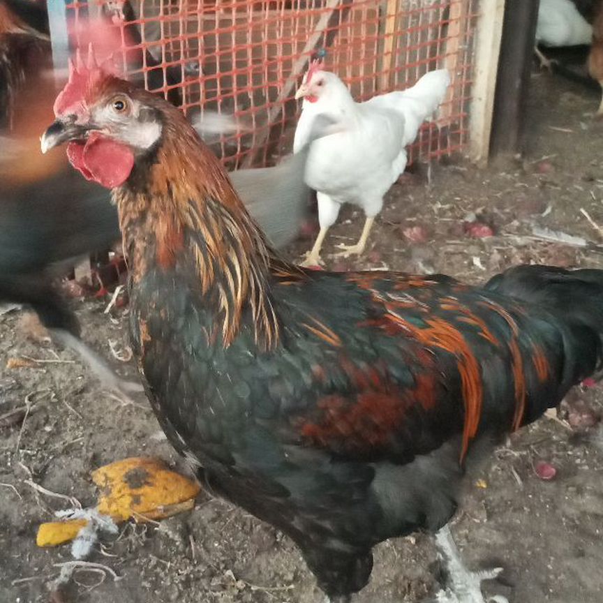 Молодые петухи