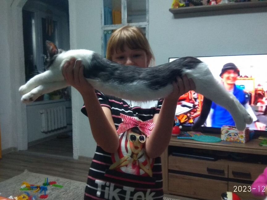 Длинные котята