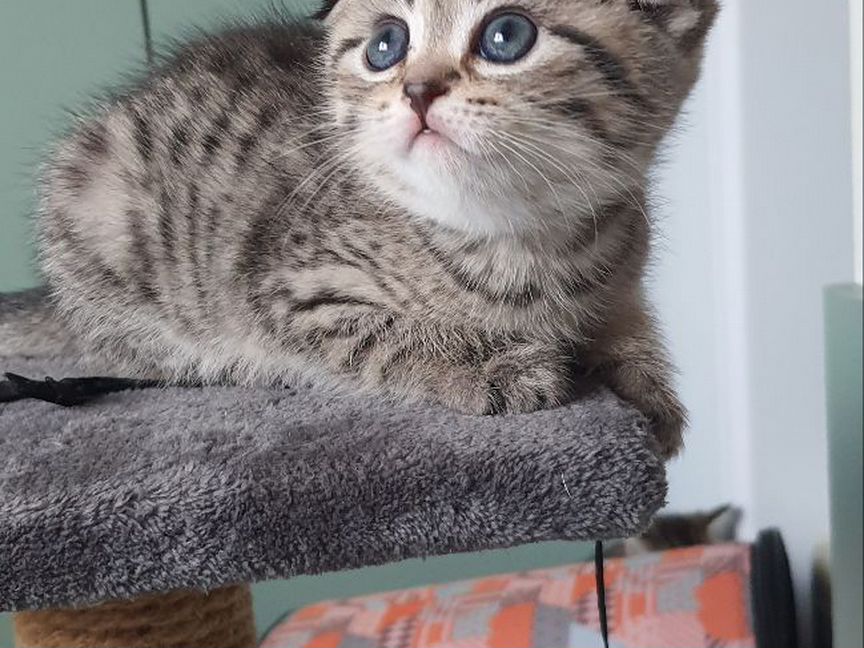 Шотландская вислоухая