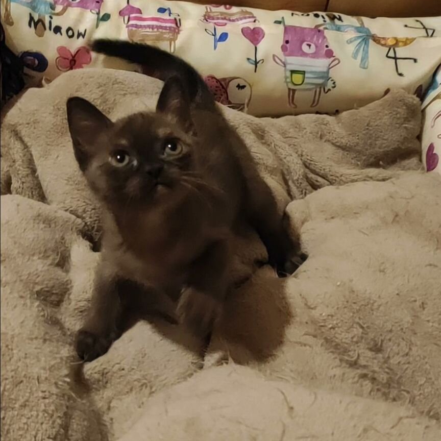 Бурма американская