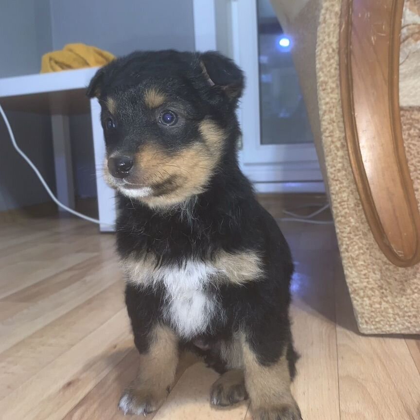 Отдам щенка в добрые руки