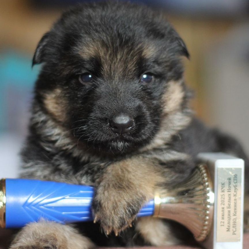 Немецкая овчарка, щенок