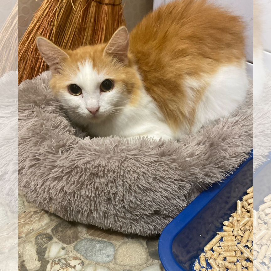 Молодой котик,потеряшка