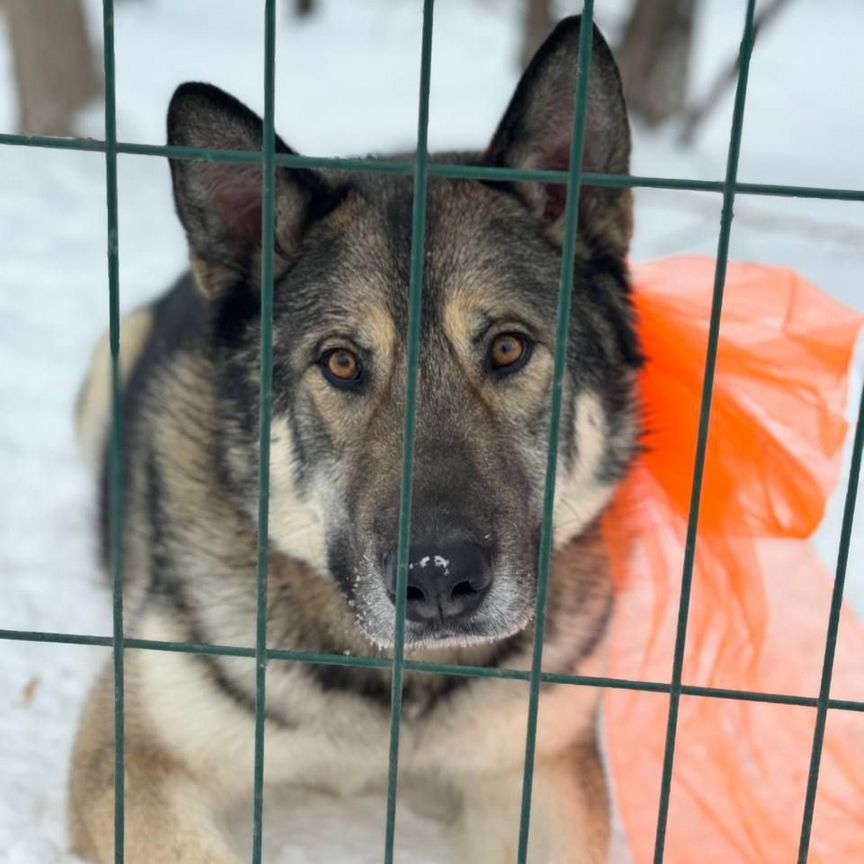 Невероятный пёс засиделся в приюте бесплатно
