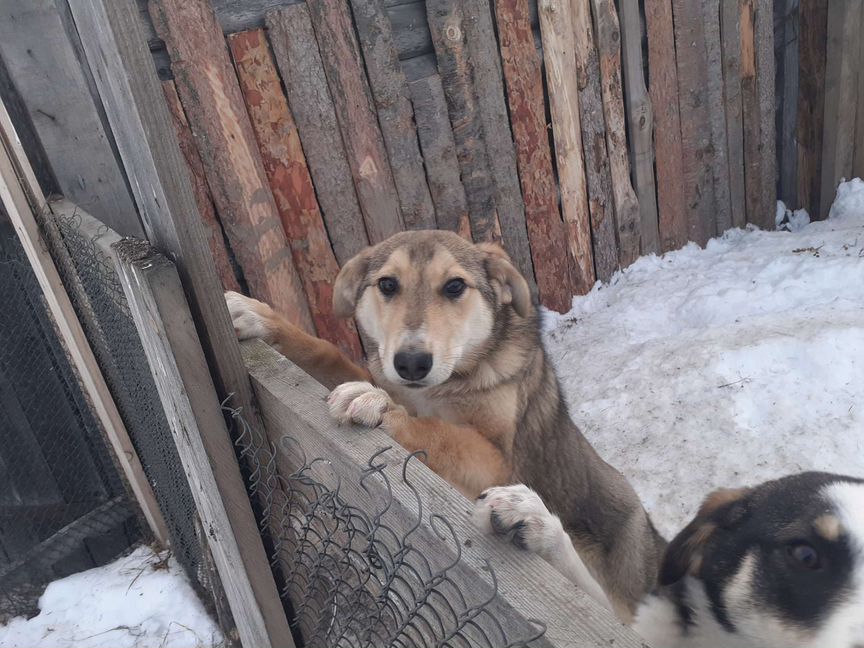 Собака