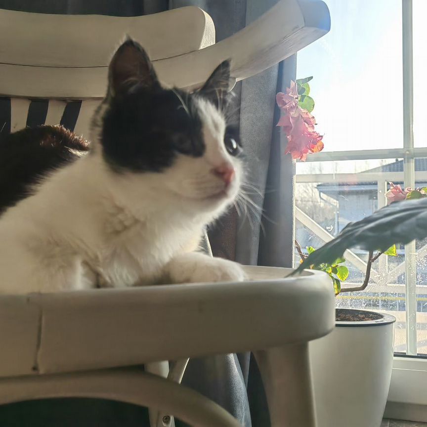 Супер ласковый и скромный котенок