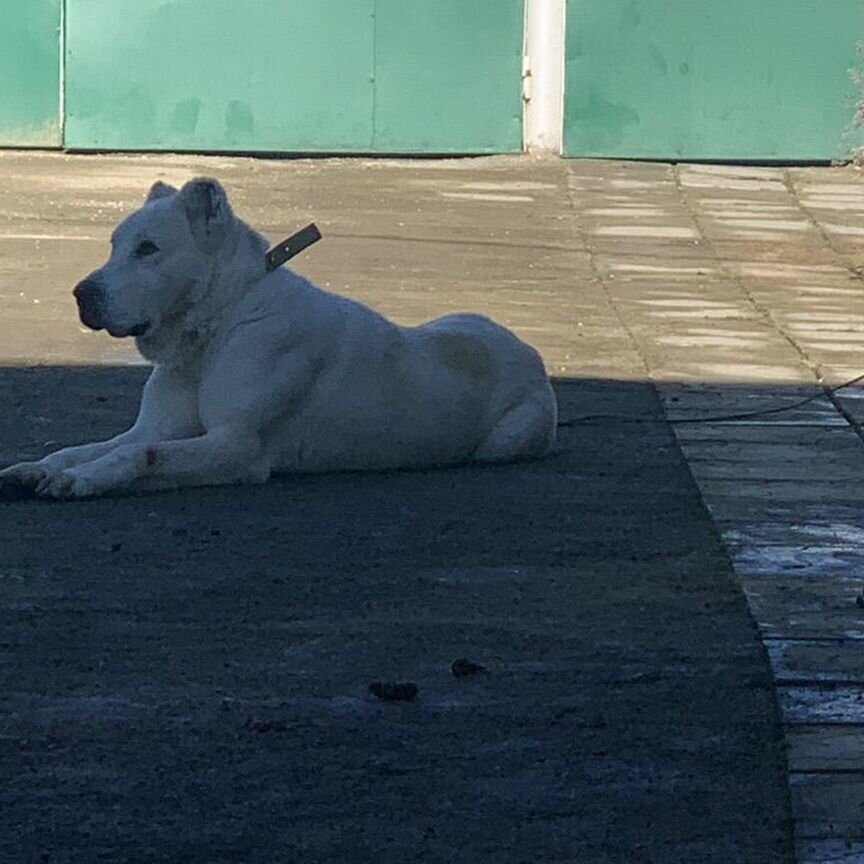 Щенки алабая