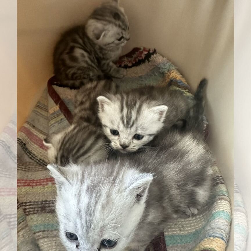 Шотладские вислоухие котята