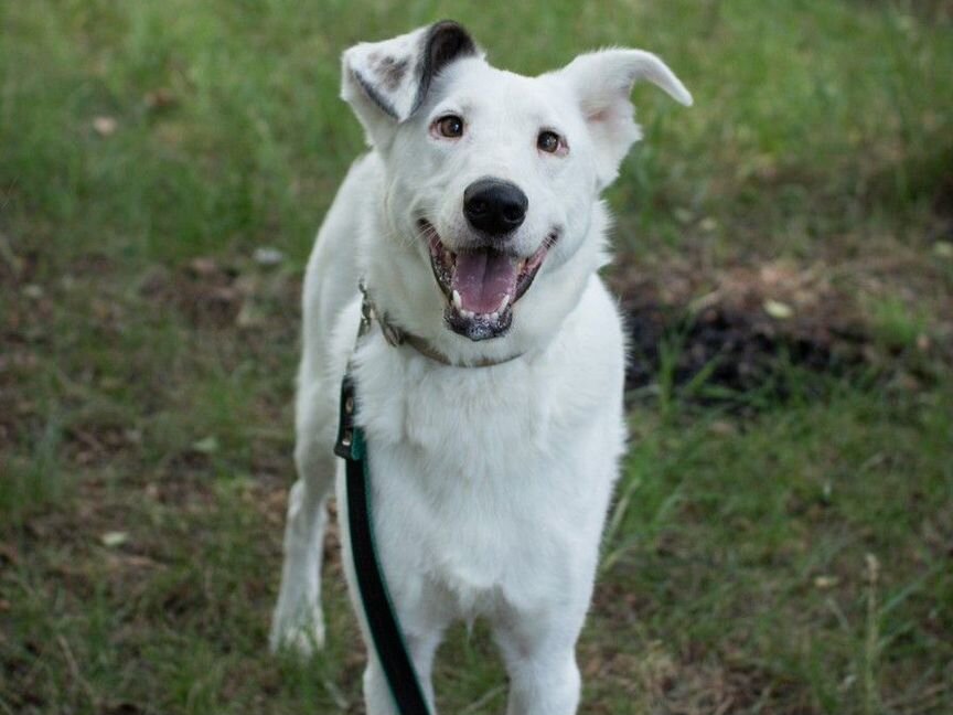 Очаровательный косоглазик - пёс из приюта