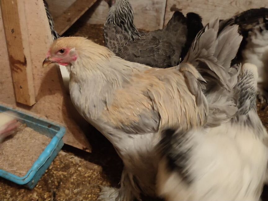 Молодые петухи