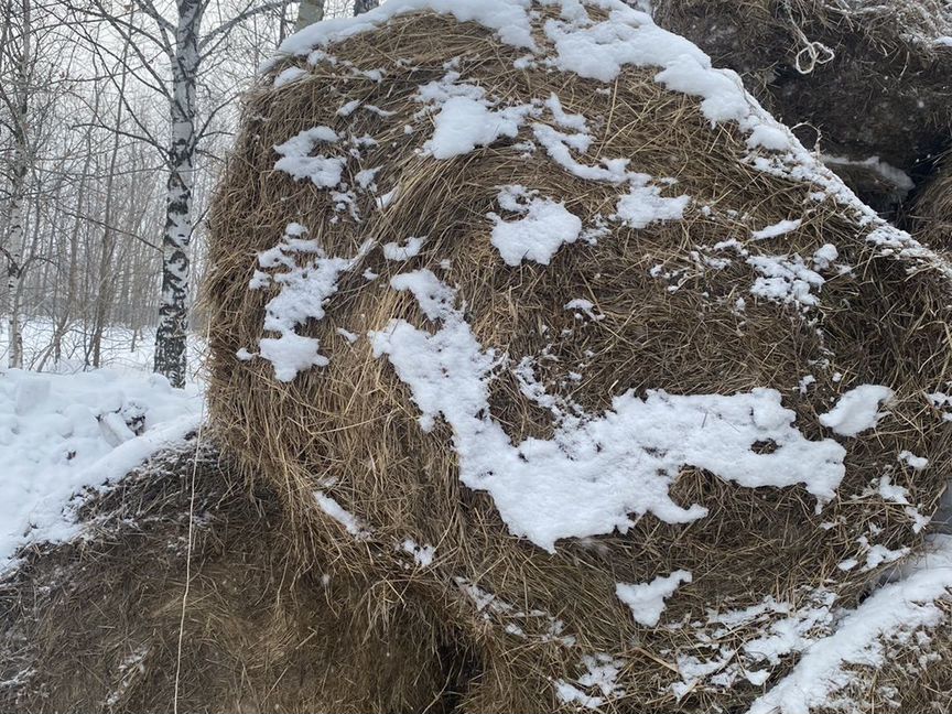 Сено в рулонах луговое