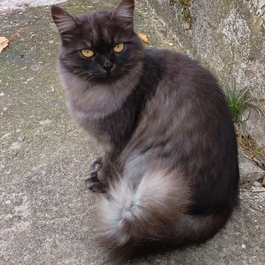 Кошечка в добрые руки, стерилизованная, лапочка