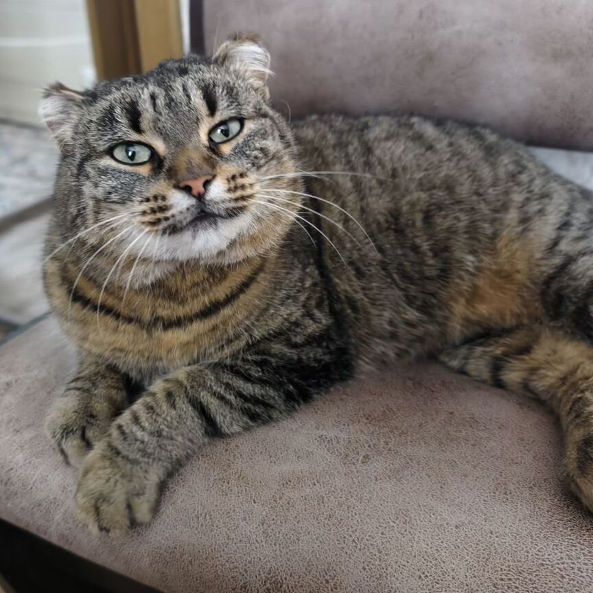 Взрослая, Девочка кошка в добрые руки