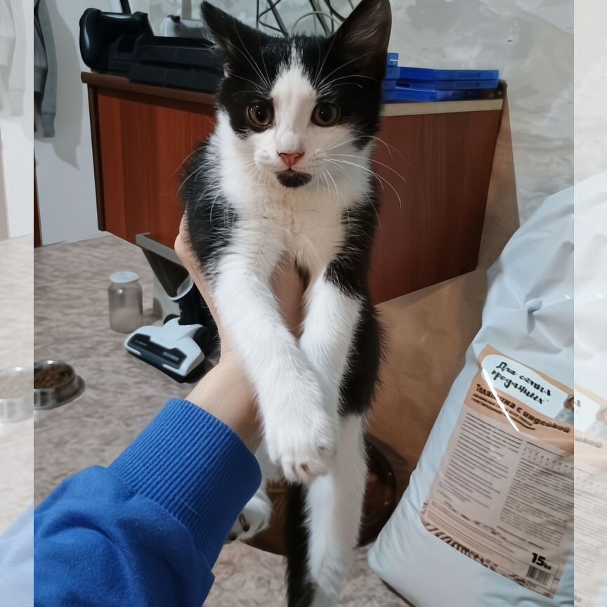 Котёнок в добрые руки