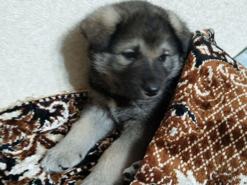 Маленькая собака в добрые руки