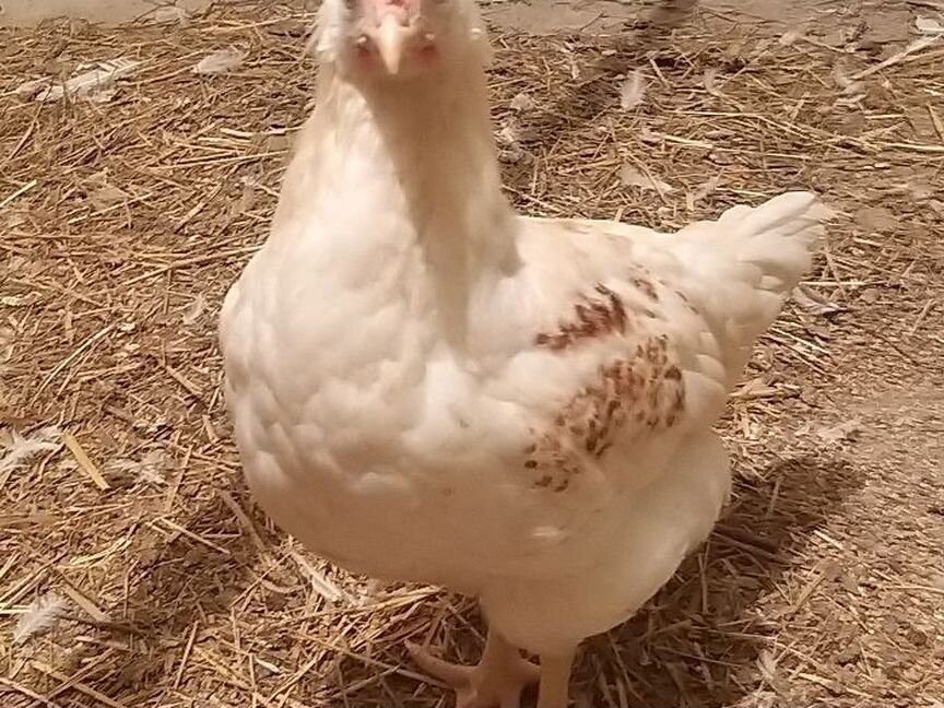 Петушок Ломан-Браун 2,5 месяца