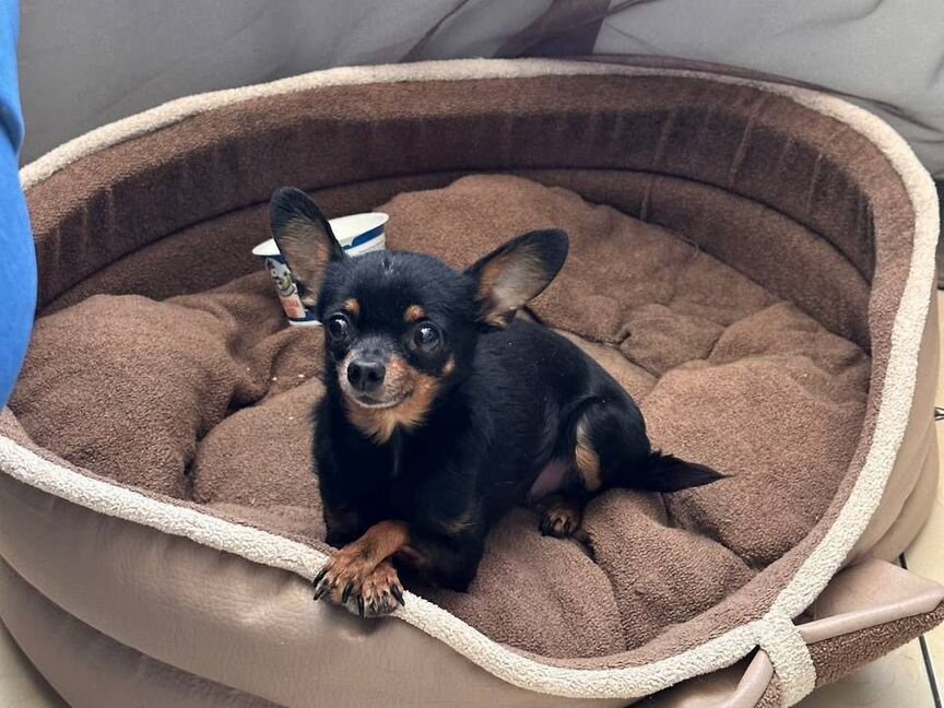 Собака в добрые руки