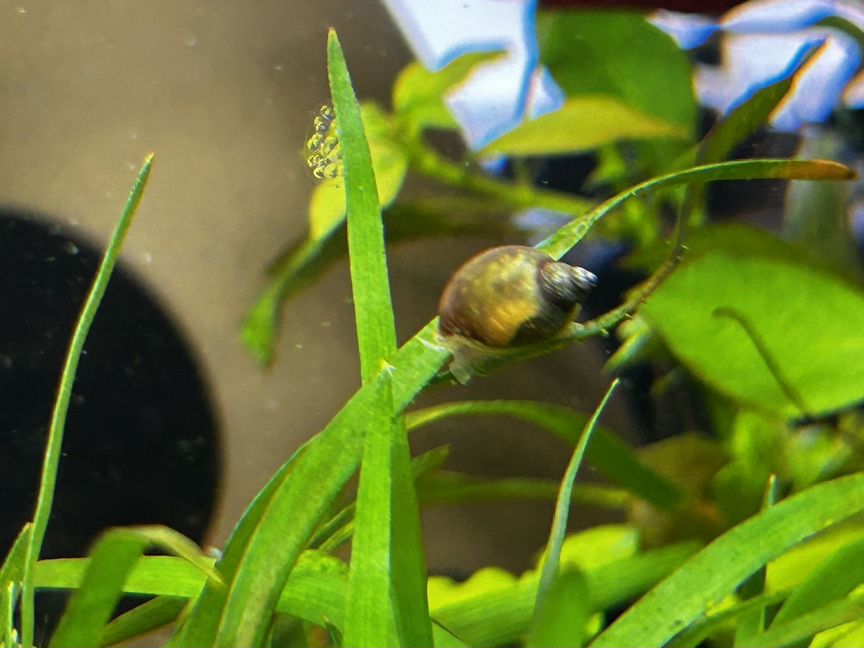 Улитка физа