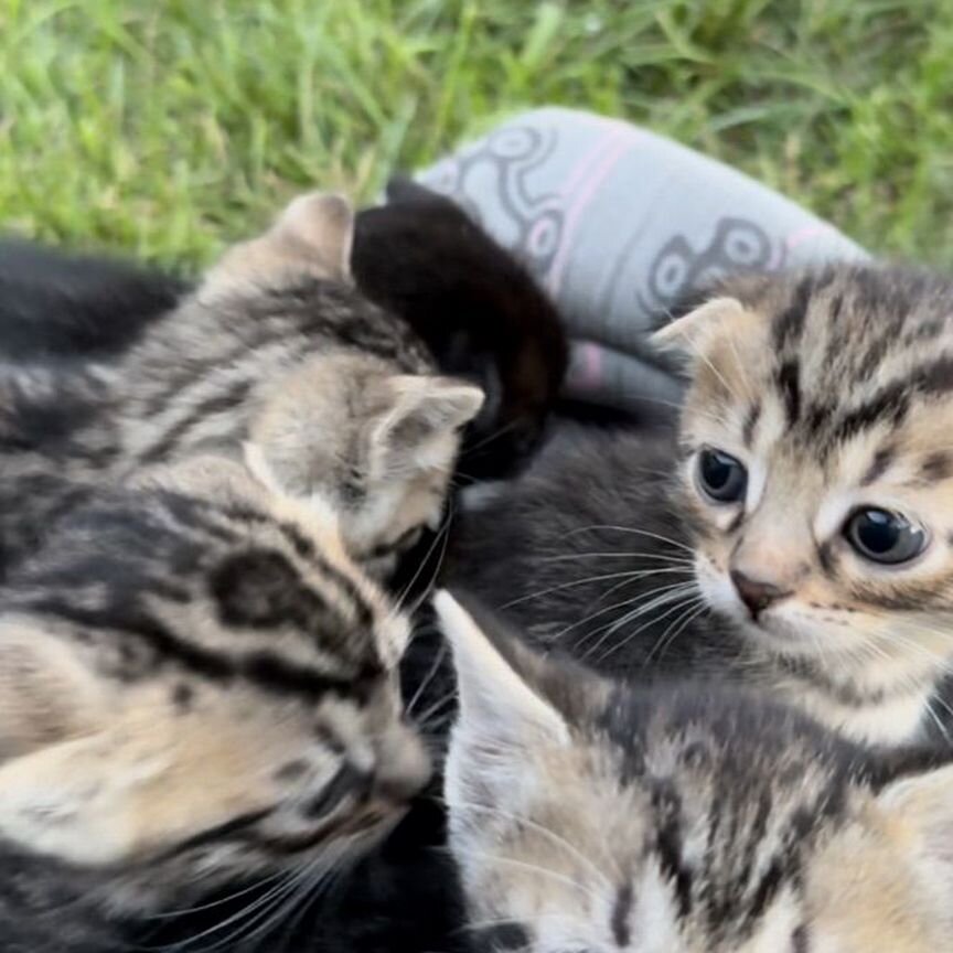 Котята в добрые руки бесплатно