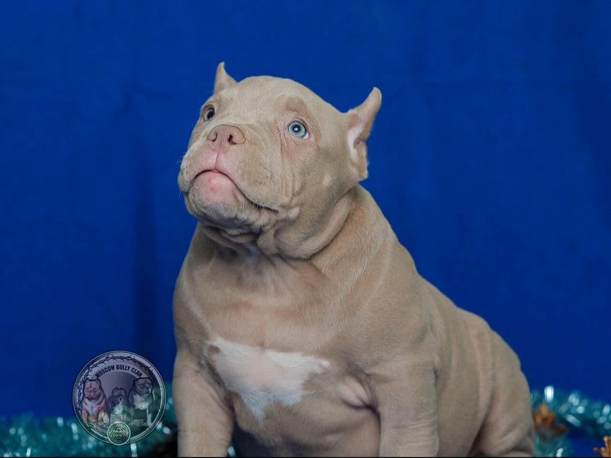 Американский булли покет щенки