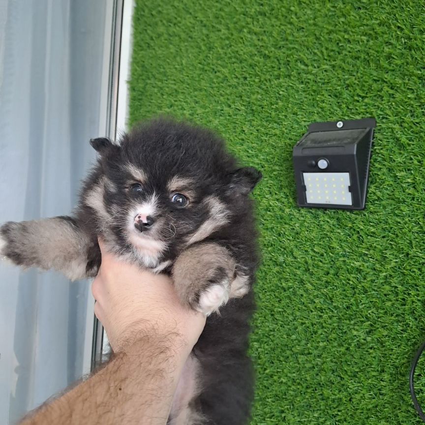 Мальчик шпиц