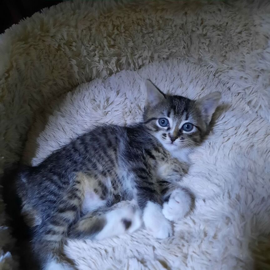Кошечка в добрые руки