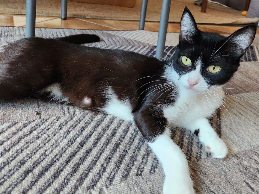 Мура. Невероятно ласковая кошечка в добрые руки