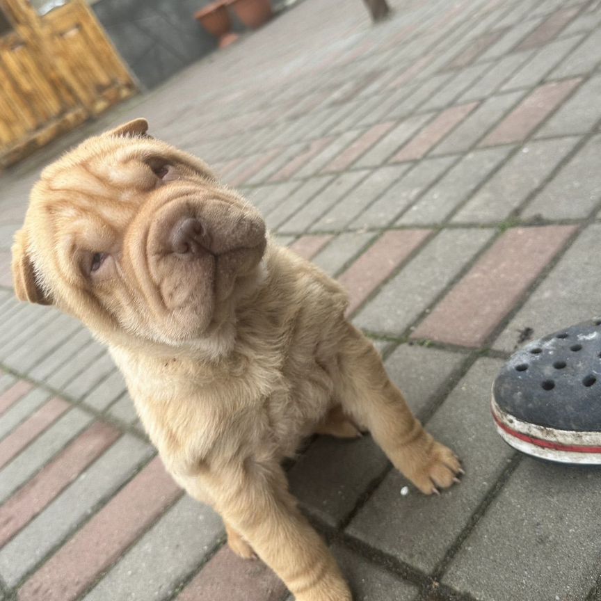 Шарпей, щенок