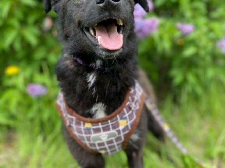 Собака в добрые руки