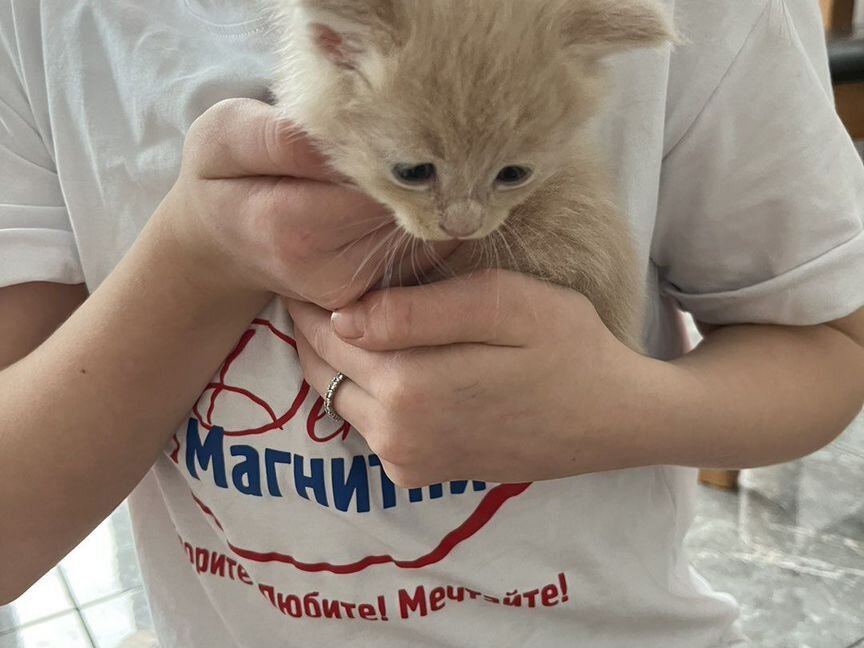 Котята мейн-кун метис