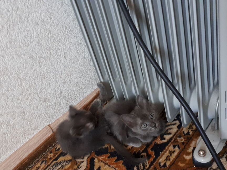 Отдам в хорошие руки 1,5 месячных котят