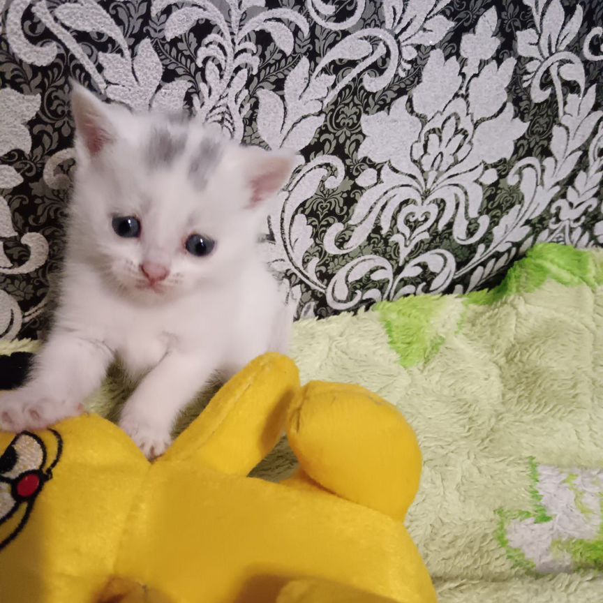 Котята в добрые руки бесплатно