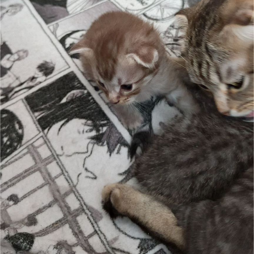 Шотландский вислоухий длинношёрстный котёнок