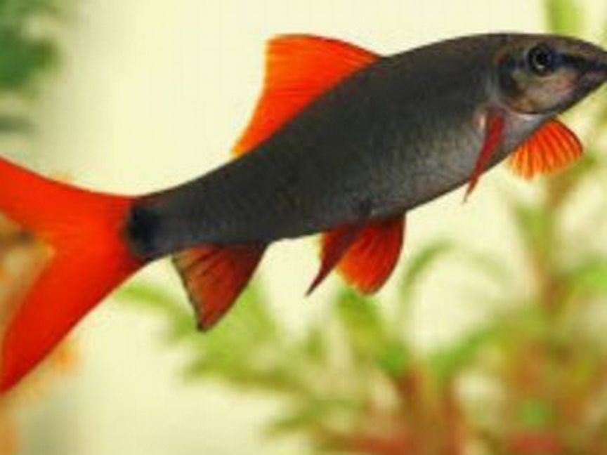 Аквариумные рыбки