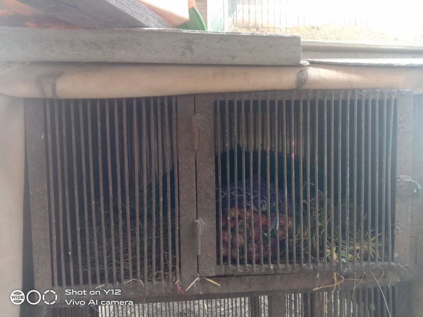 Клетка для животных большая