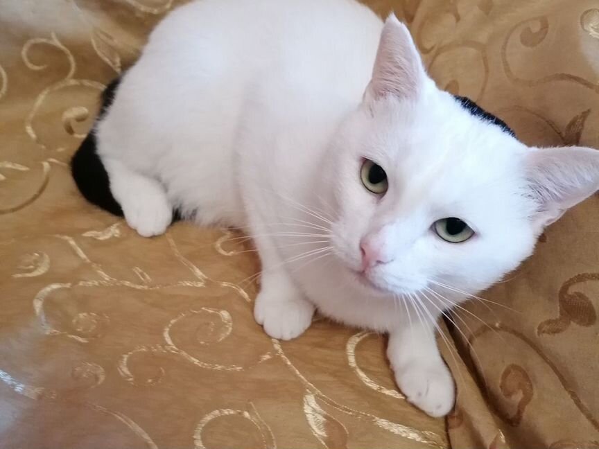 Котик Степа в добрые руки