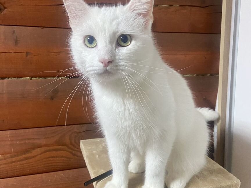 Коты в добрые руки