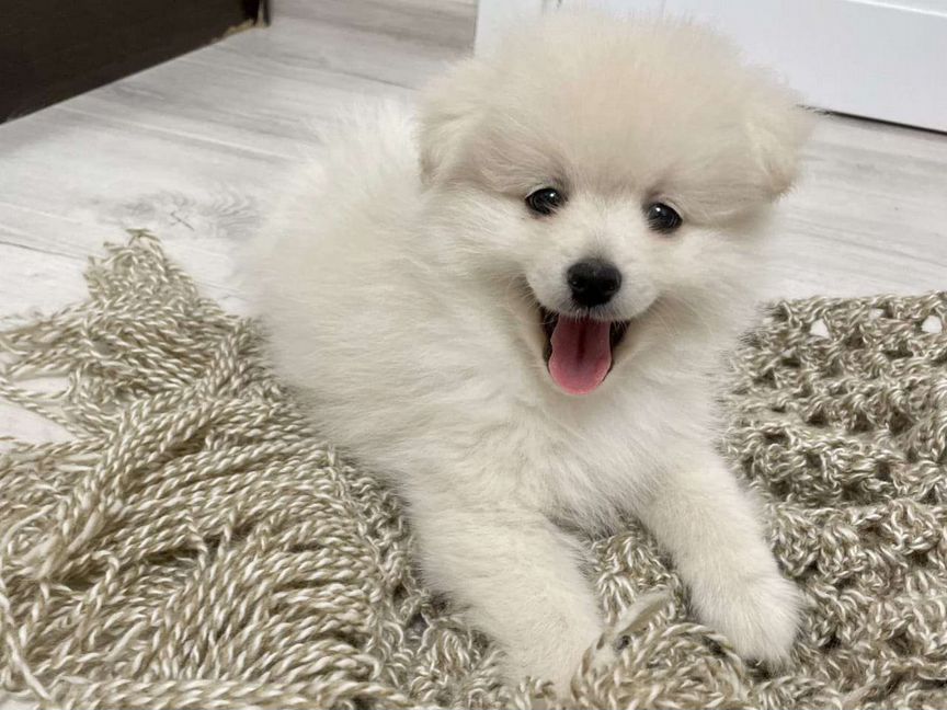 Немецкий шпиц