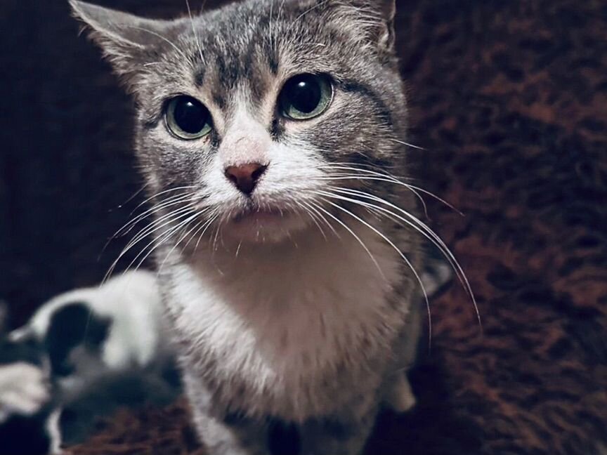 Очень милая и уютная кошечка Клео