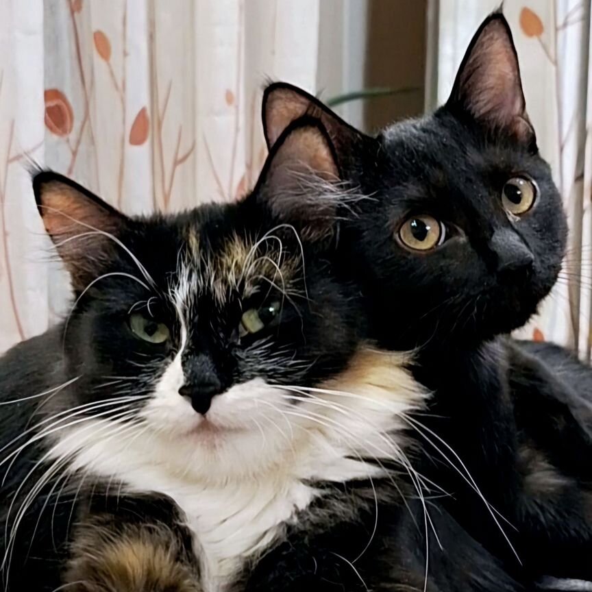 Кошечка 1 год