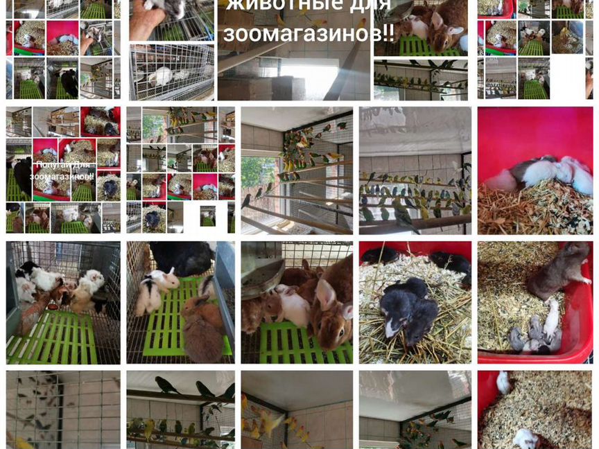 Попугаи и декоративные животные для зоомагазинов