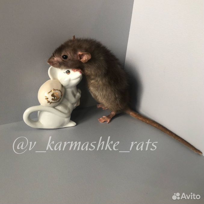 Крысята девочки длинношерстные