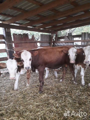 Бычки и быки