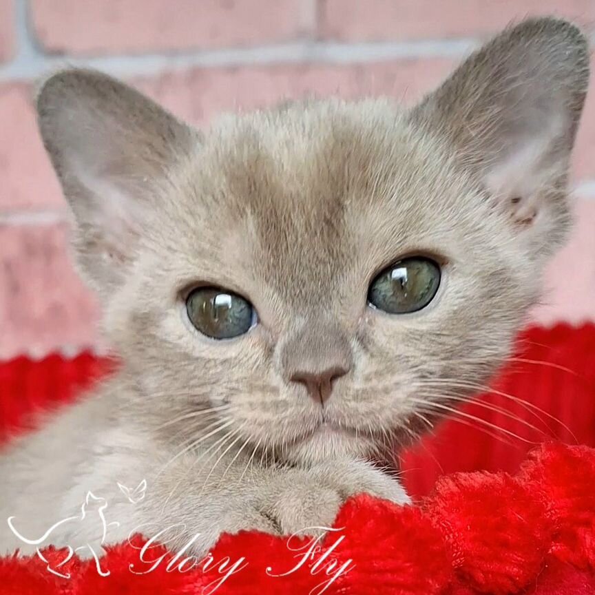 Европейский бурманский котёнок
